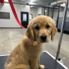 Professional Dog Groomer in Dorr, MI | Face & Nail Trimming | Pride N ...
